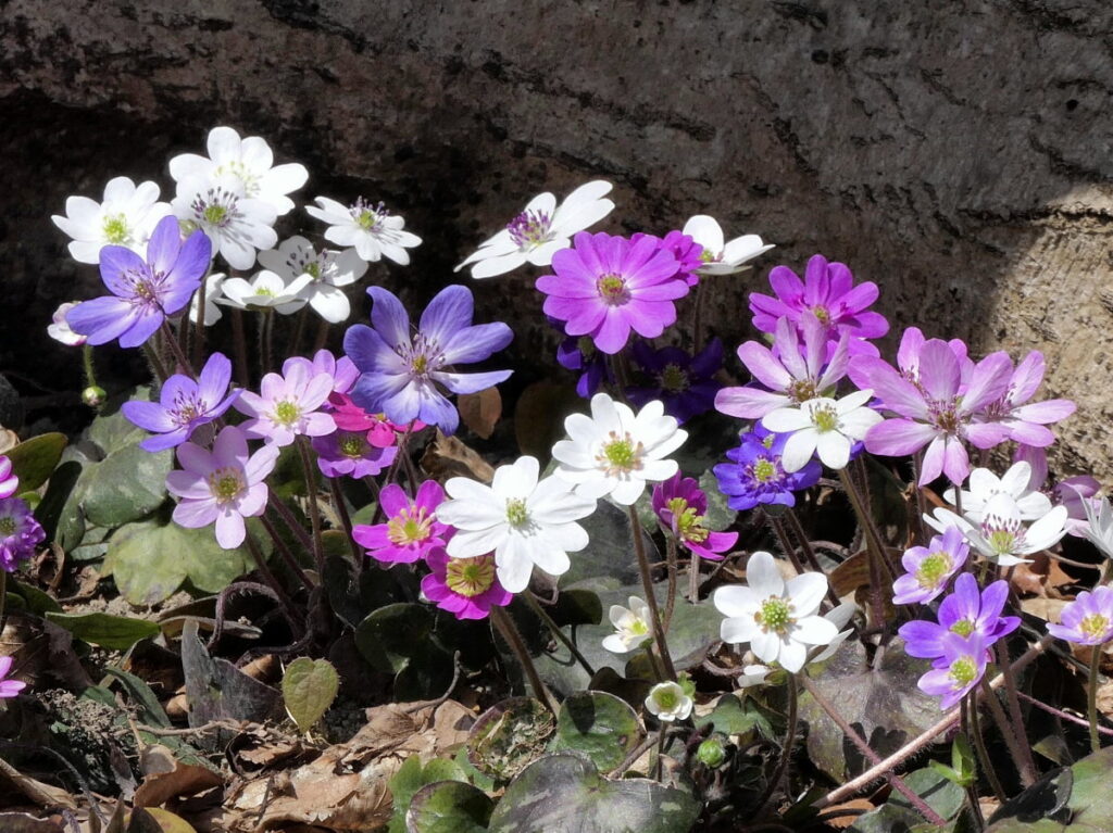 造園開始から40年！新潟の花が咲き誇る雪国植物園で春探し ／ 雪国植物園 記事一覧 Web Magazine Assh